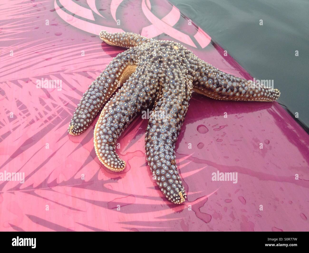 Huge star fish Stock Photo - Alamy