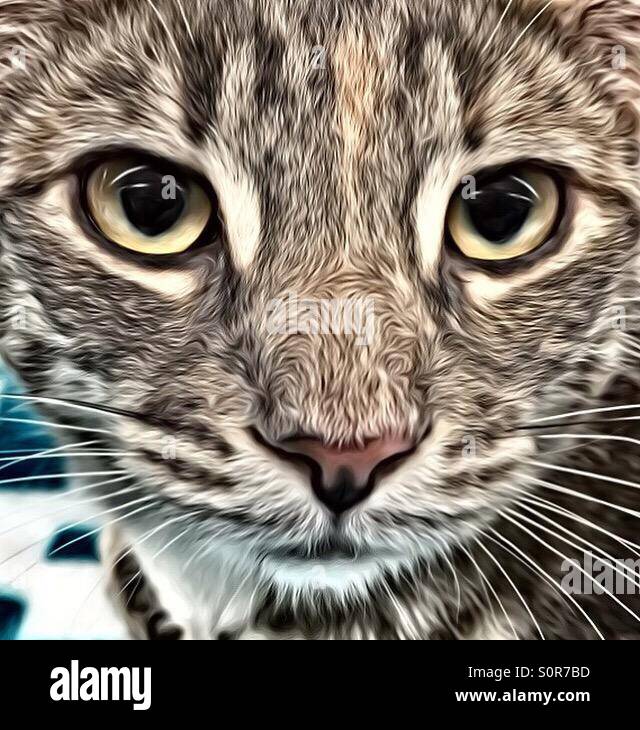 Painted tabby cat hi-res stock photography and images - Alamy