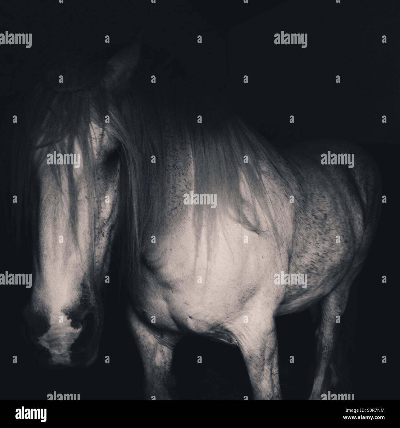Horse shadow hi-res stock photography and images - Alamy