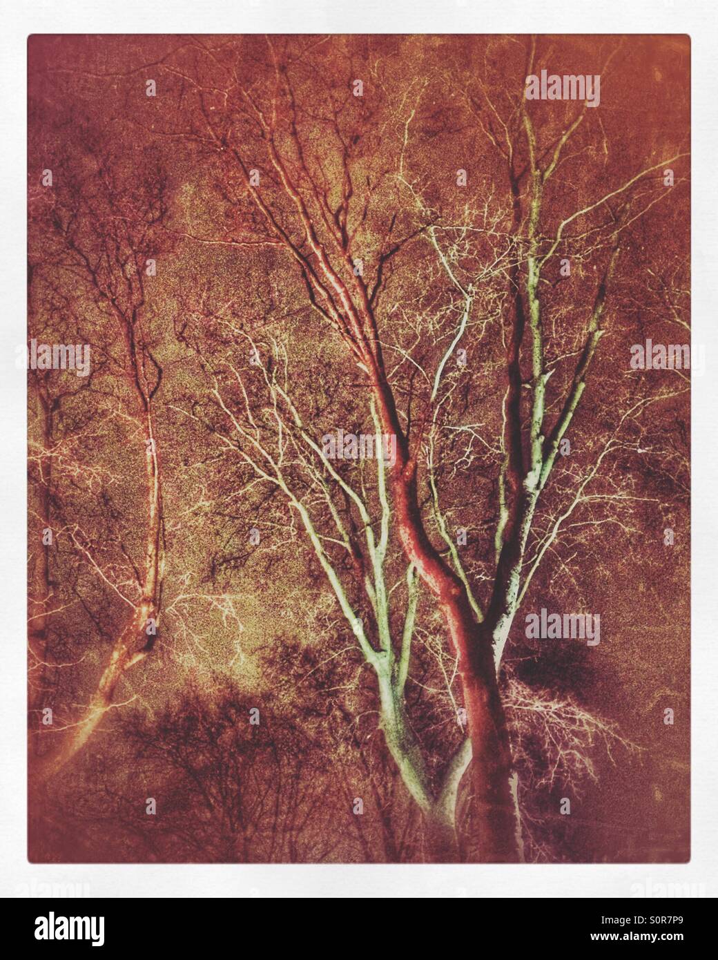 Trees lit at night Stock Photo - Alamy