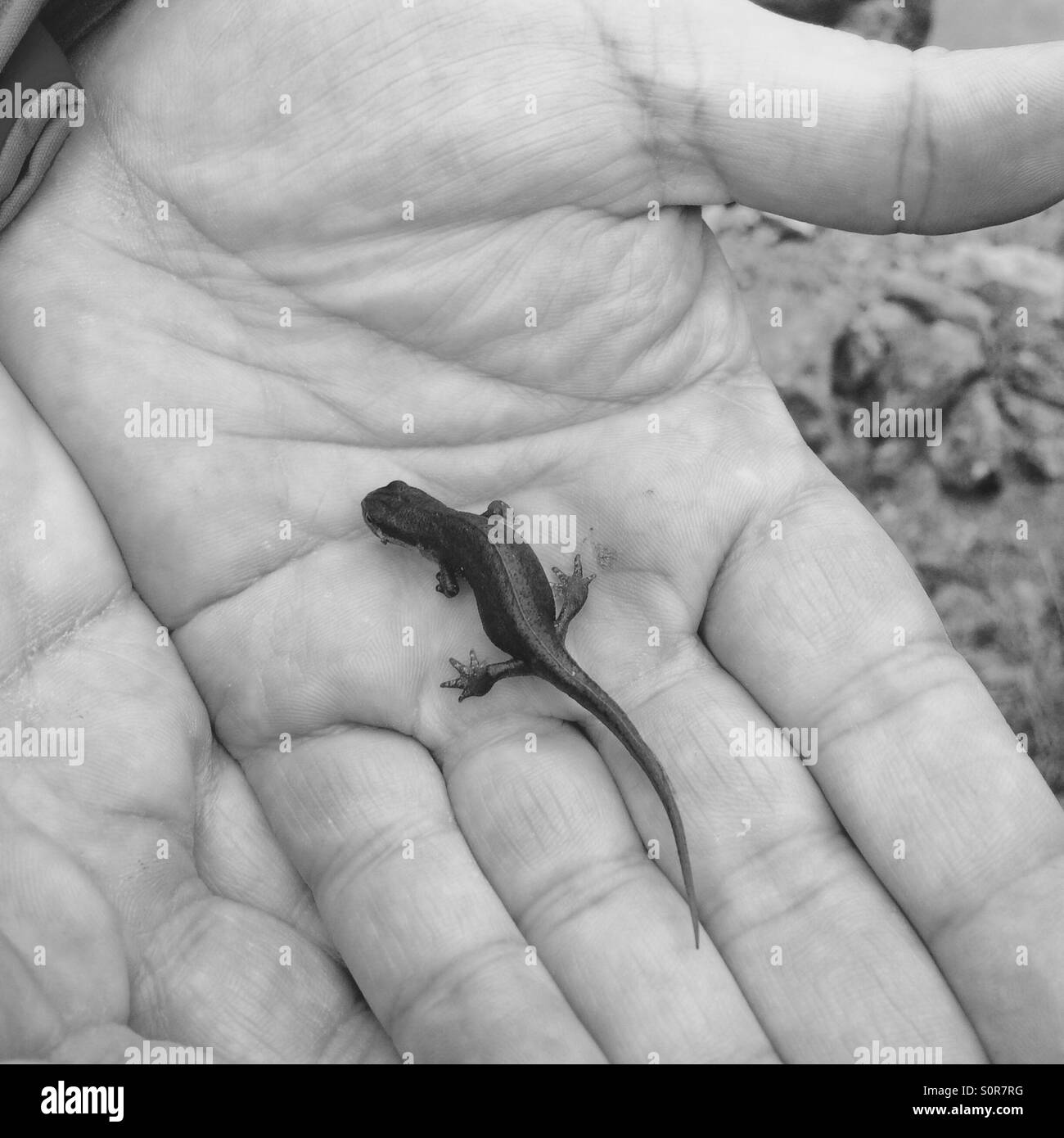 Newt Black and White Stock Photos & Images - Alamy