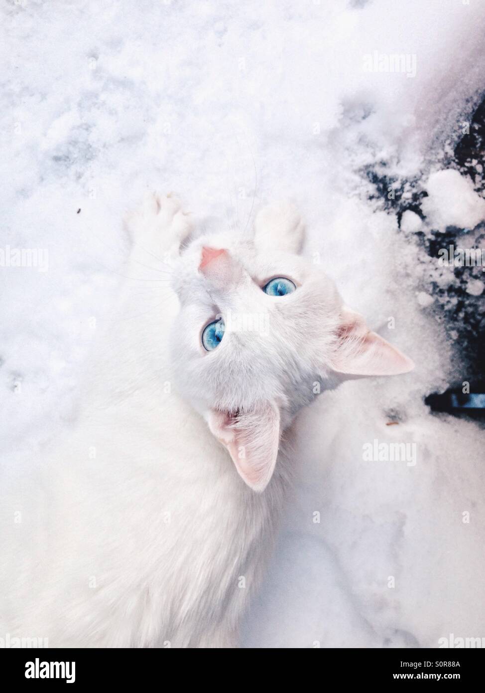 Snow White Cat High Resolution Stock Photography and Images - Alamy