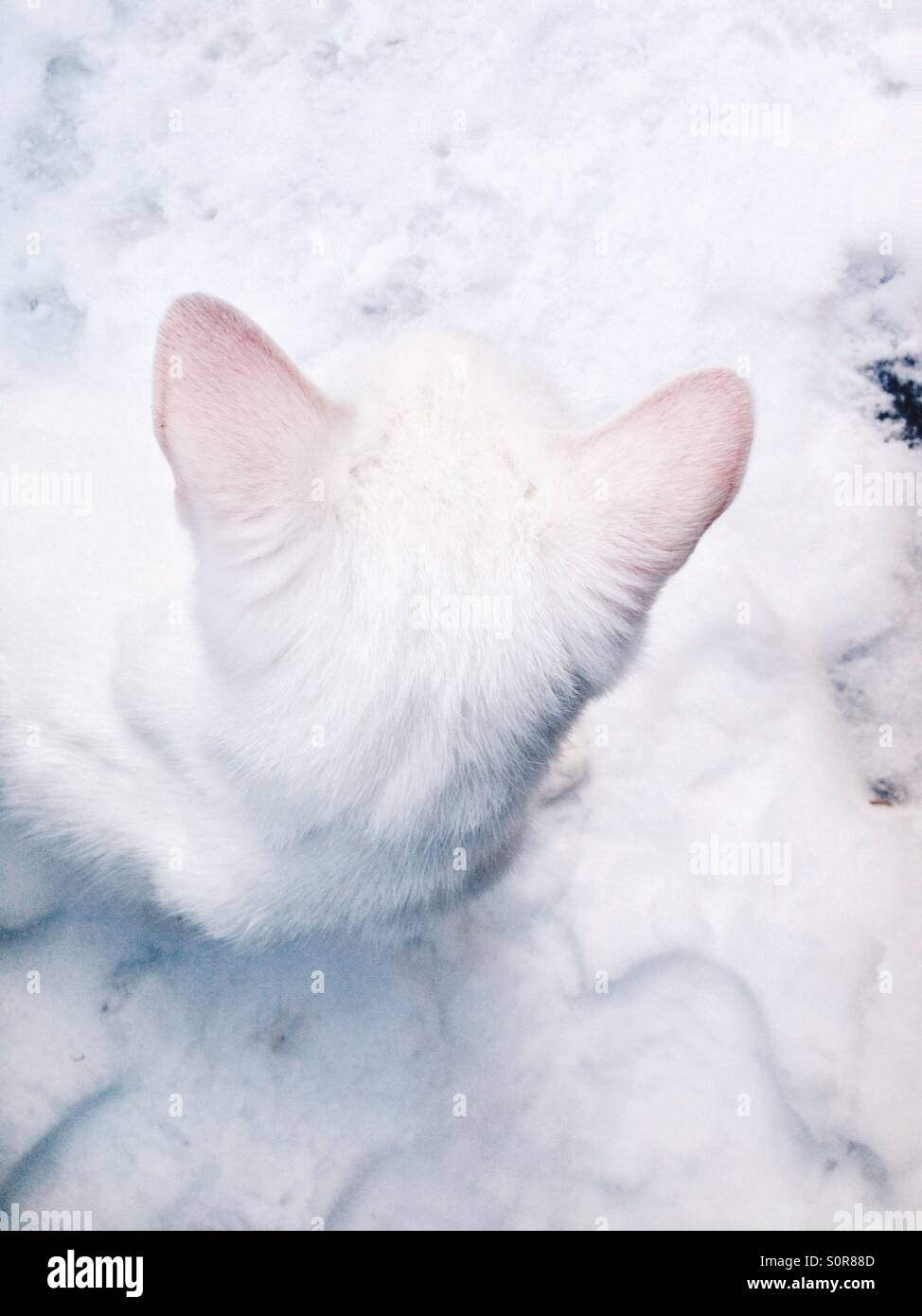 White cat in snow hi-res stock photography and images - Alamy