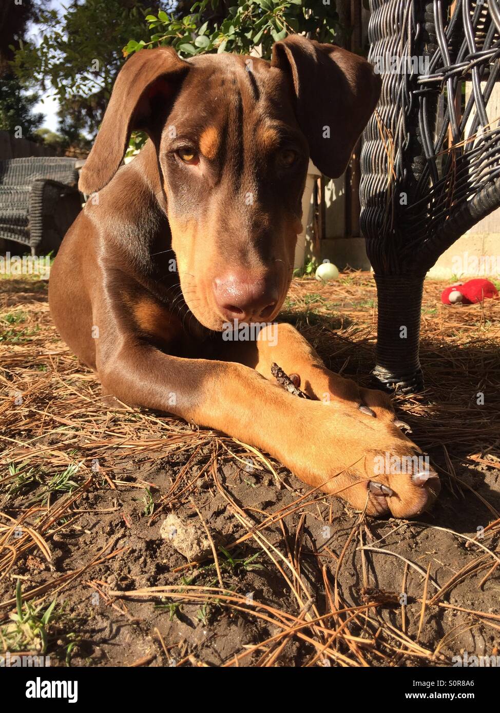 Dirty puppy hi-res stock photography and images - Alamy