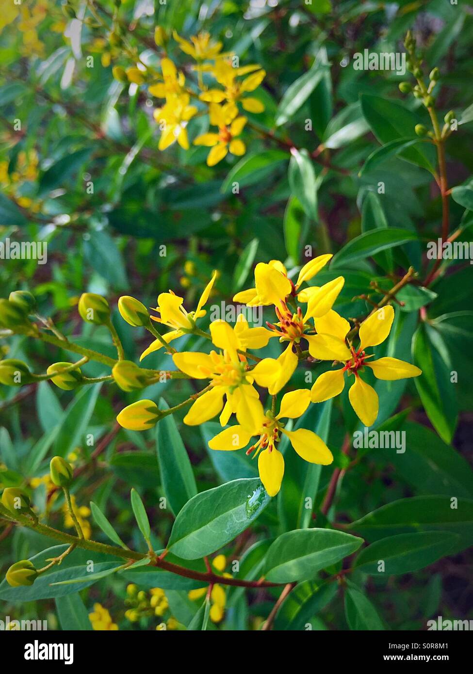 Star plant hi-res stock photography and images - Alamy