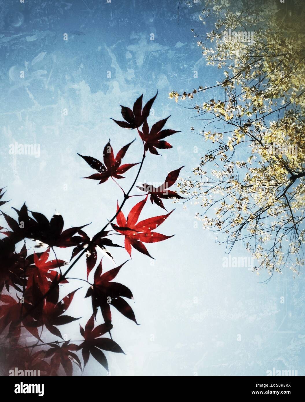 Silver maple trees hi-res stock photography and images - Alamy