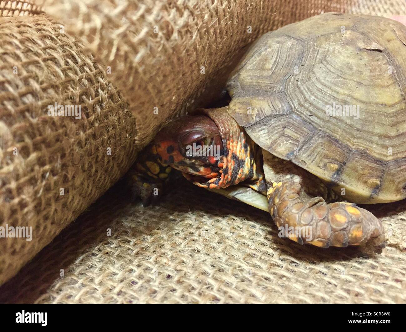 Turtle hiding hi-res stock photography and images - Alamy