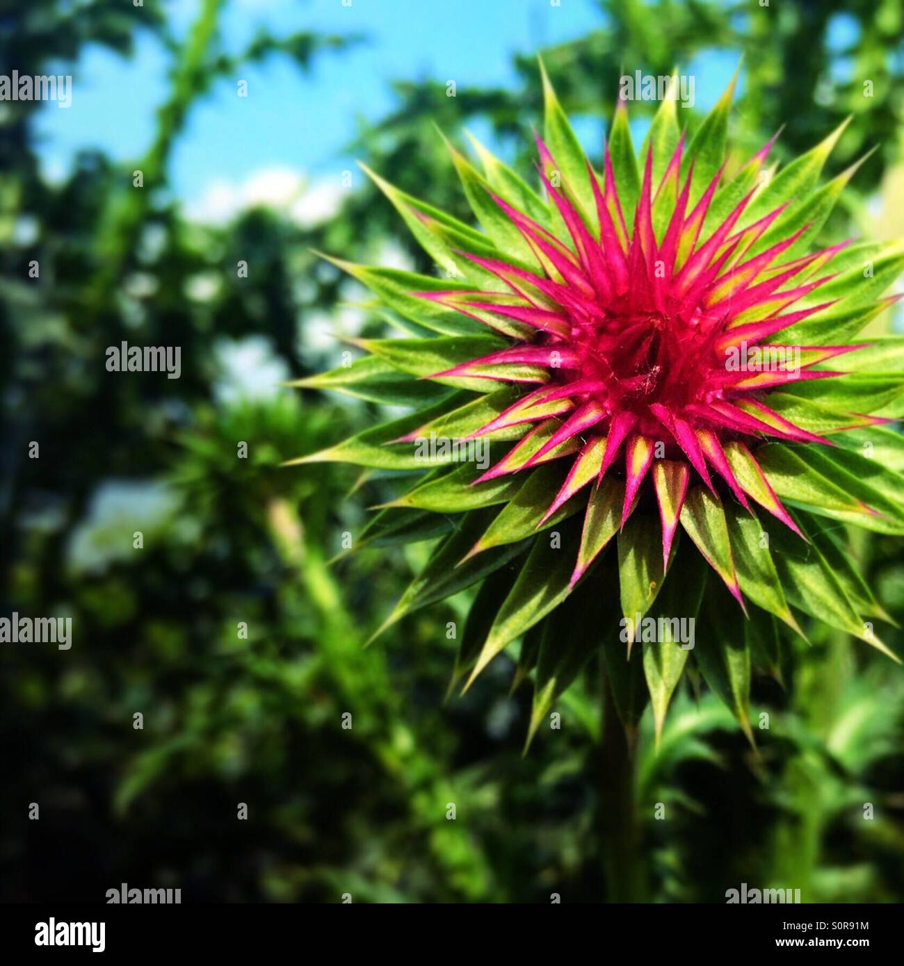 Spiky flower hi-res stock photography and images - Alamy