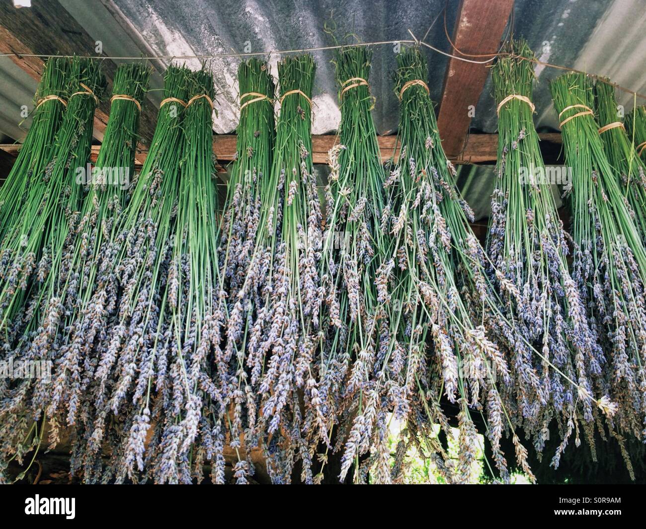 Drying lavender hi-res stock photography and images - Alamy