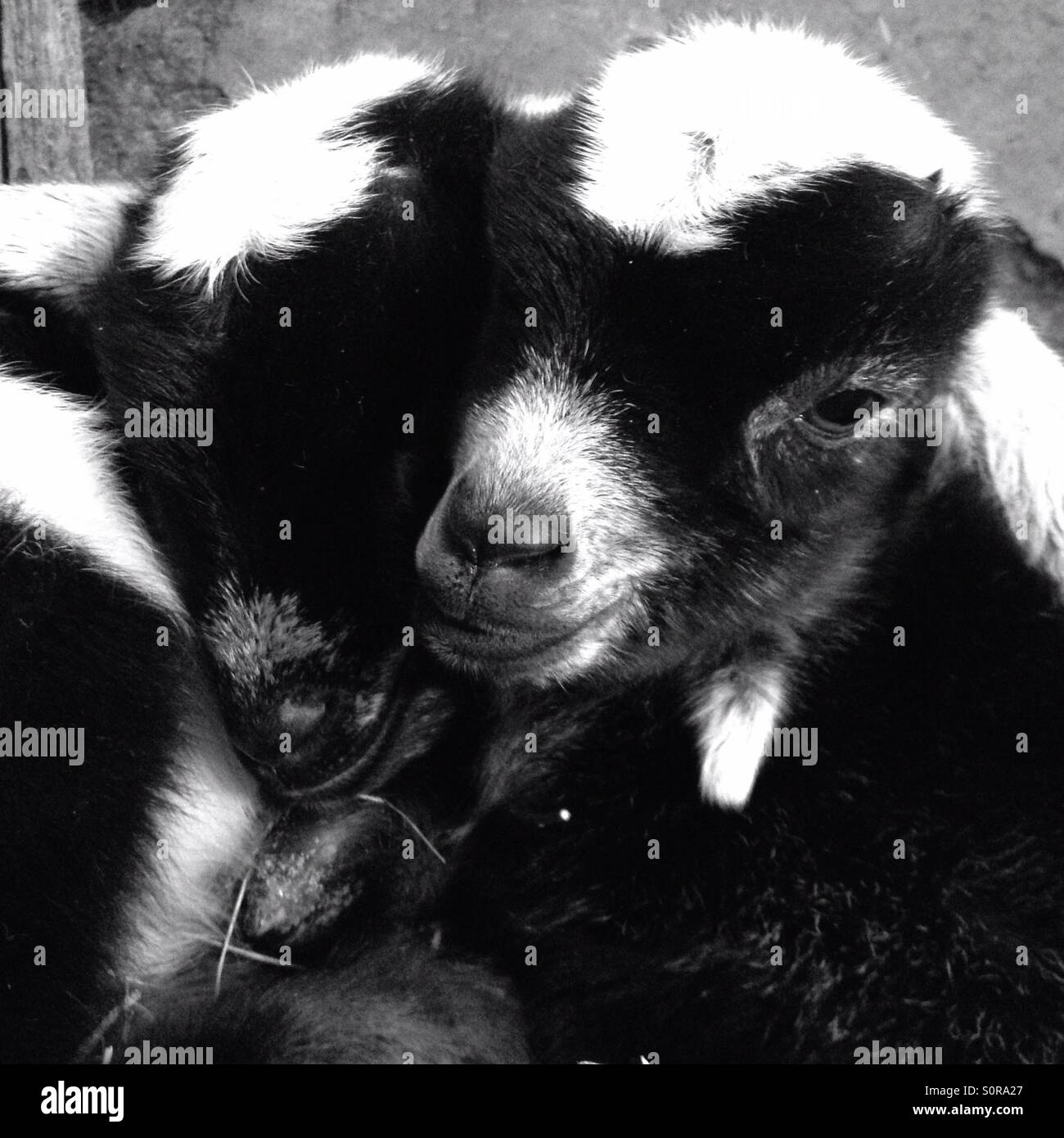 Baby goats snuggle to keep warm Stock Photo - Alamy