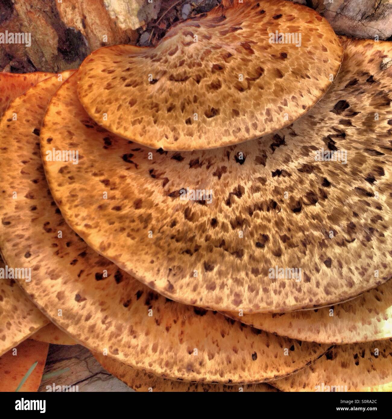 Fungus grows hi-res stock photography and images - Alamy