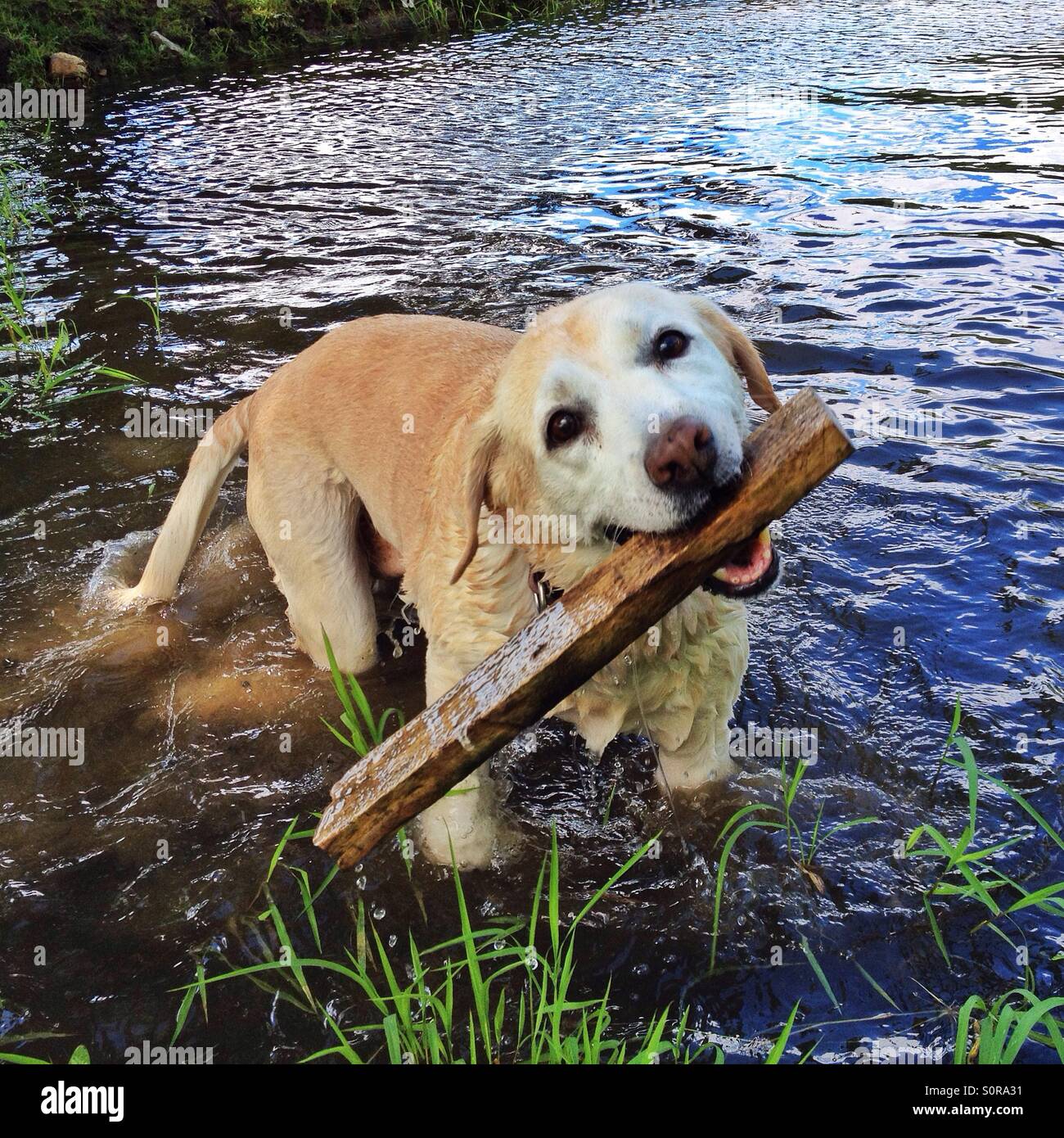 Happy yellow dog hi-res stock photography and images - Alamy
