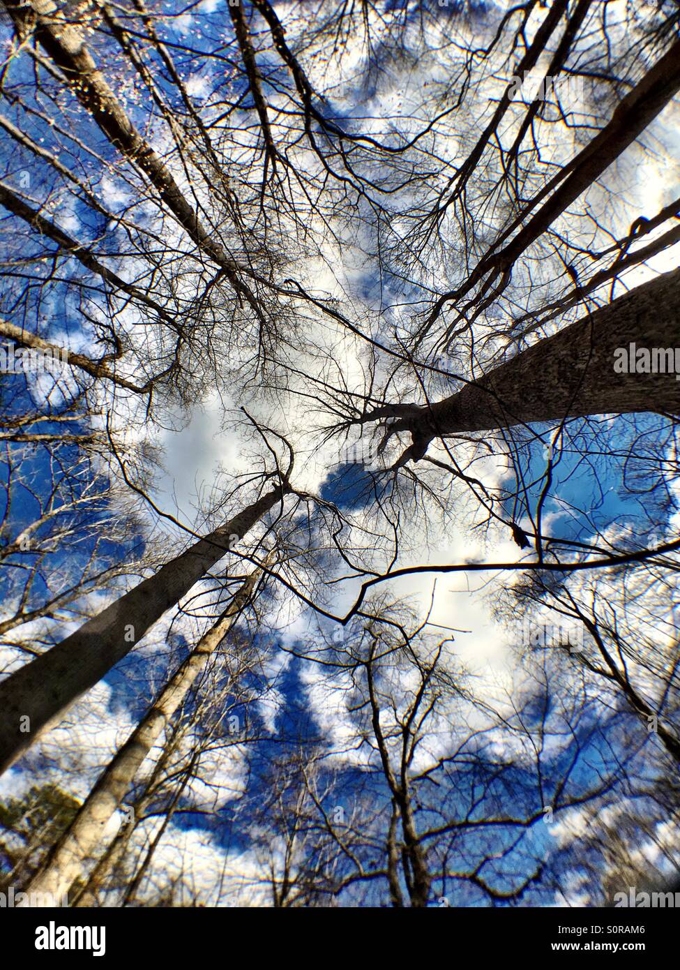 Looking treetops hi-res stock photography and images - Alamy