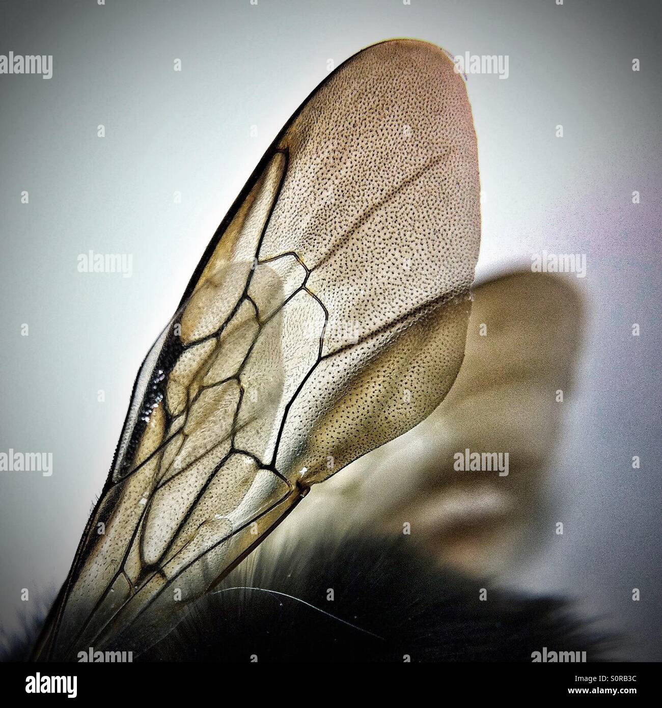 Insect wings detail hi-res stock photography and images - Alamy