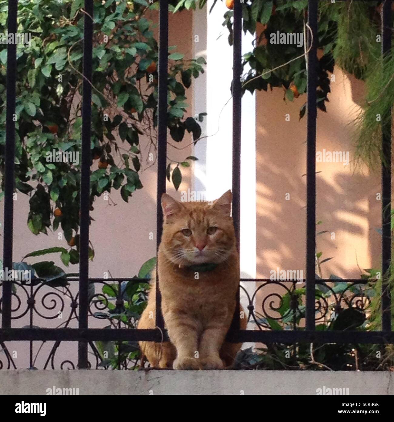 Fat ginger cat hi-res stock photography and images - Alamy
