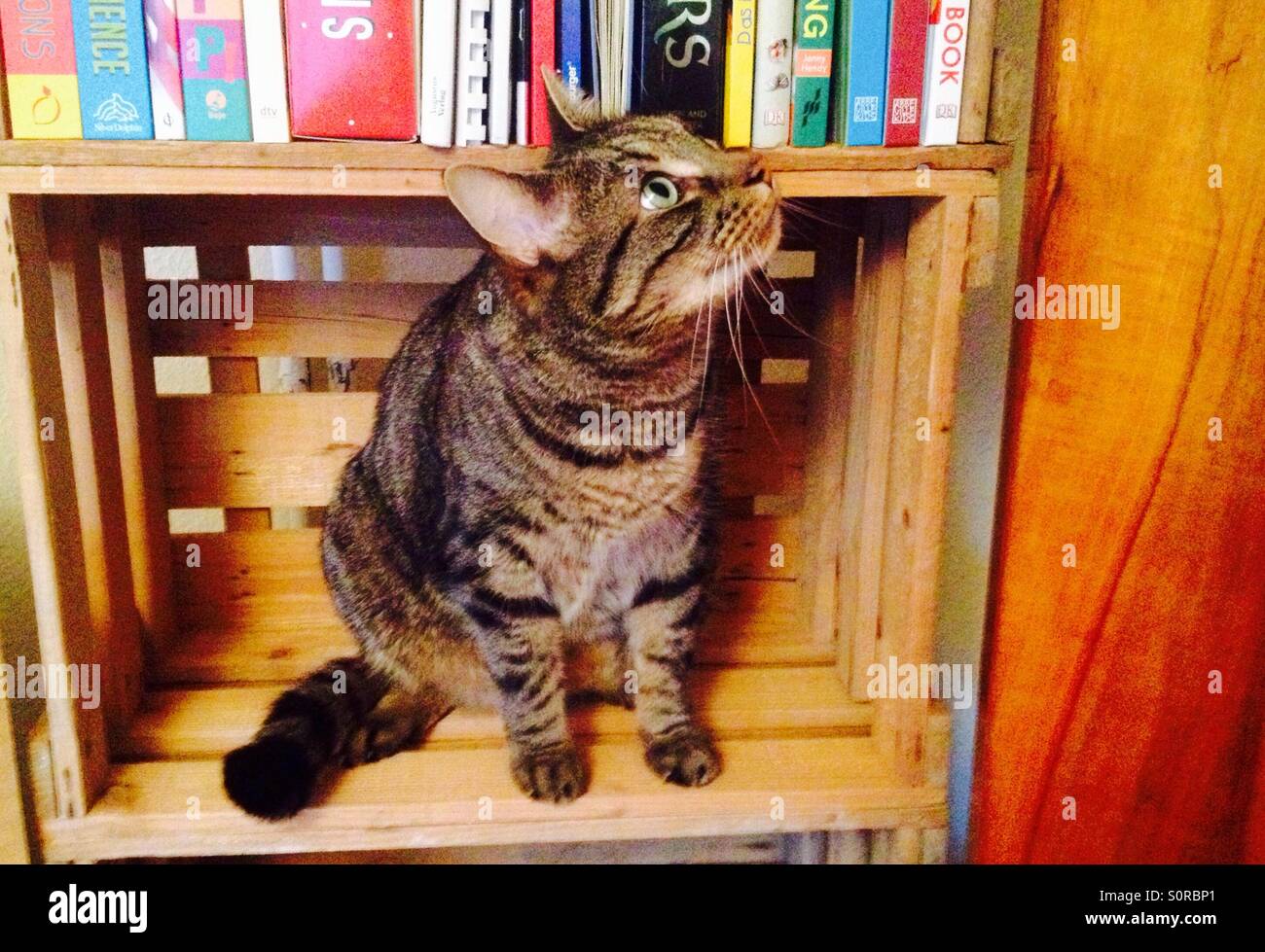 Cat full body hi-res stock photography and images - Alamy