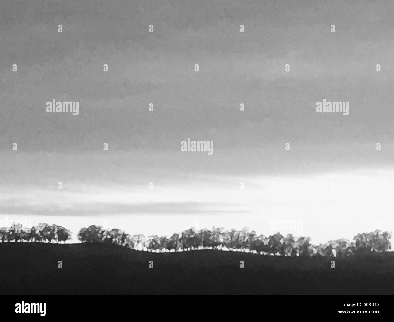 Curvy trees hi-res stock photography and images - Alamy