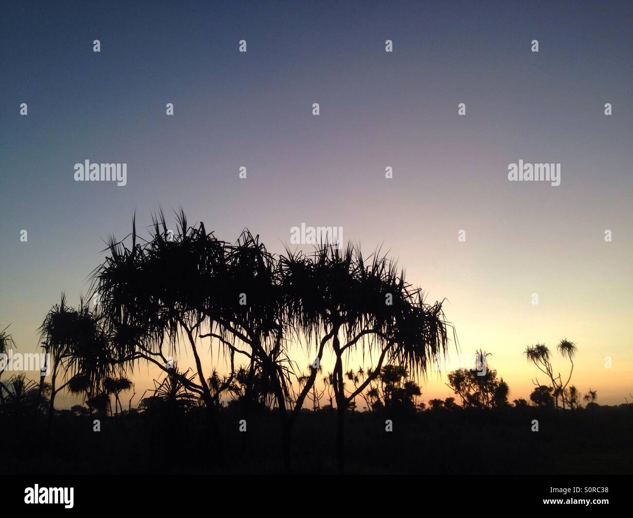Pandanus trees at sunrise in the Australian outback Stock Photo - Alamy