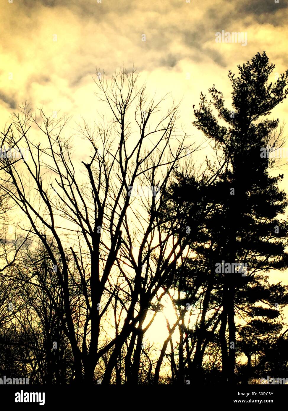 Golden winter hi-res stock photography and images - Alamy