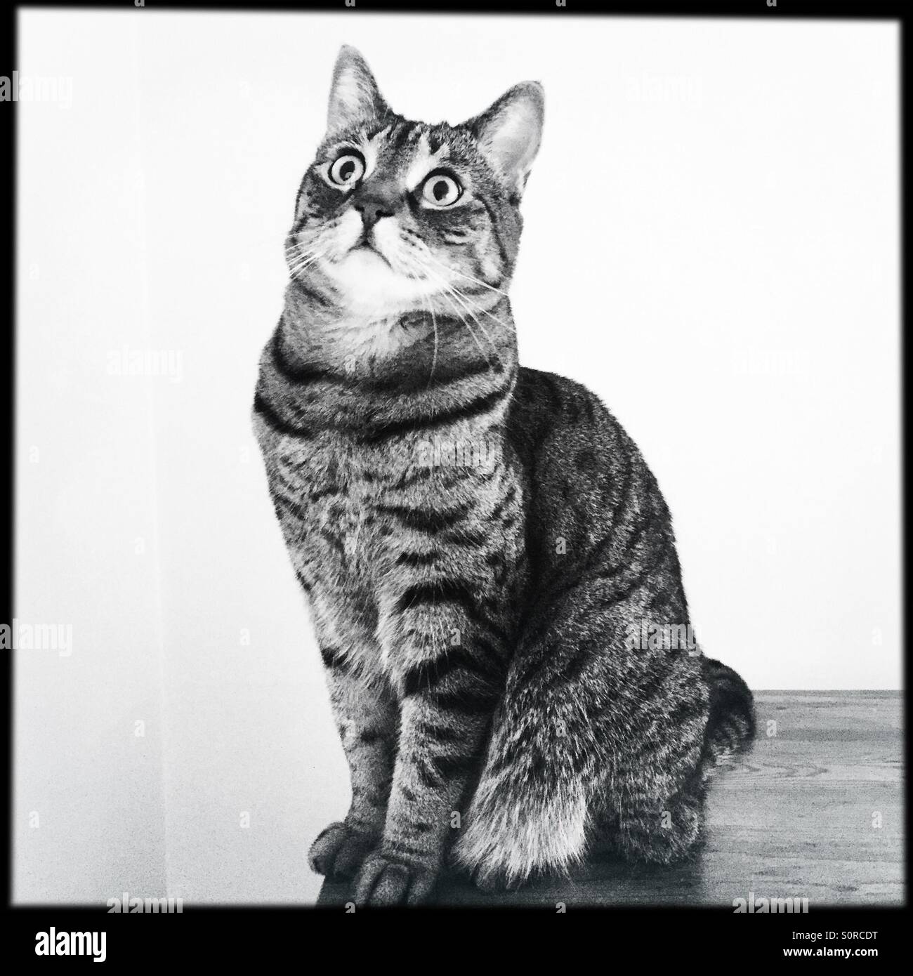 Tabby cat in b&w Stock Photo - Alamy