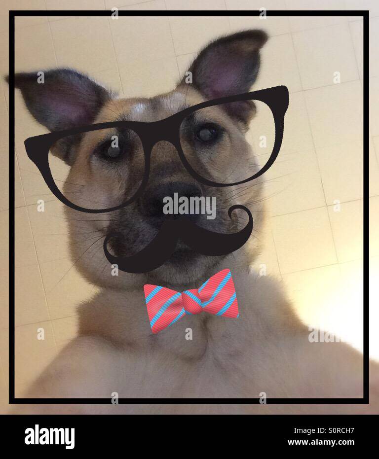 Cute Puppies With Glasses And A Mustache