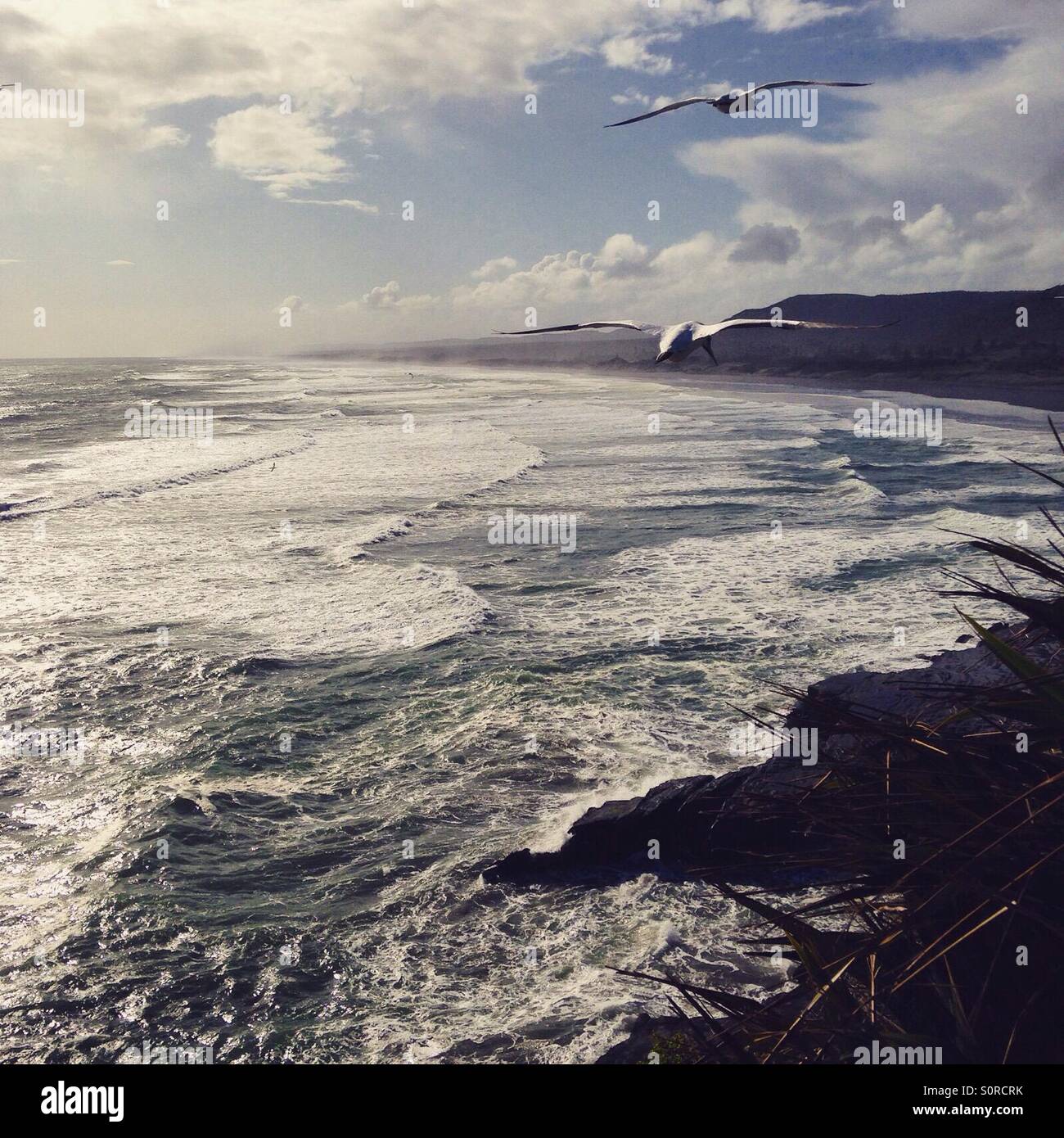 Seagulls over Muriwai Beach, Auckland, New Zealand Stock Photo - Alamy