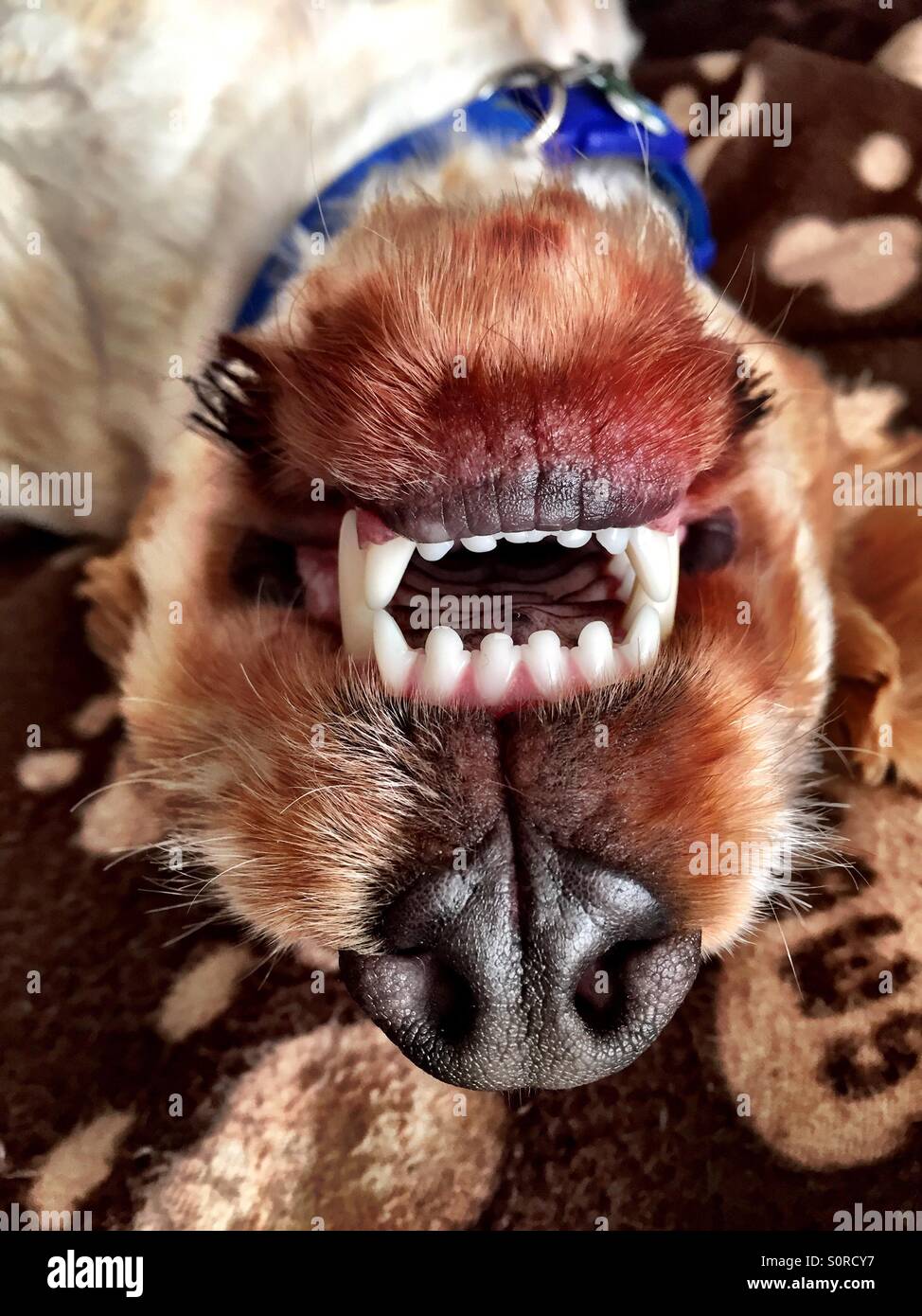 Dogs teeth hi-res stock photography and images - Alamy Dogs teeth hi-res stock photography and images - Alamy