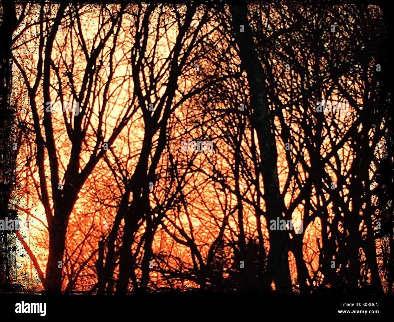 Sun setting through trees Stock Photo - Alamy