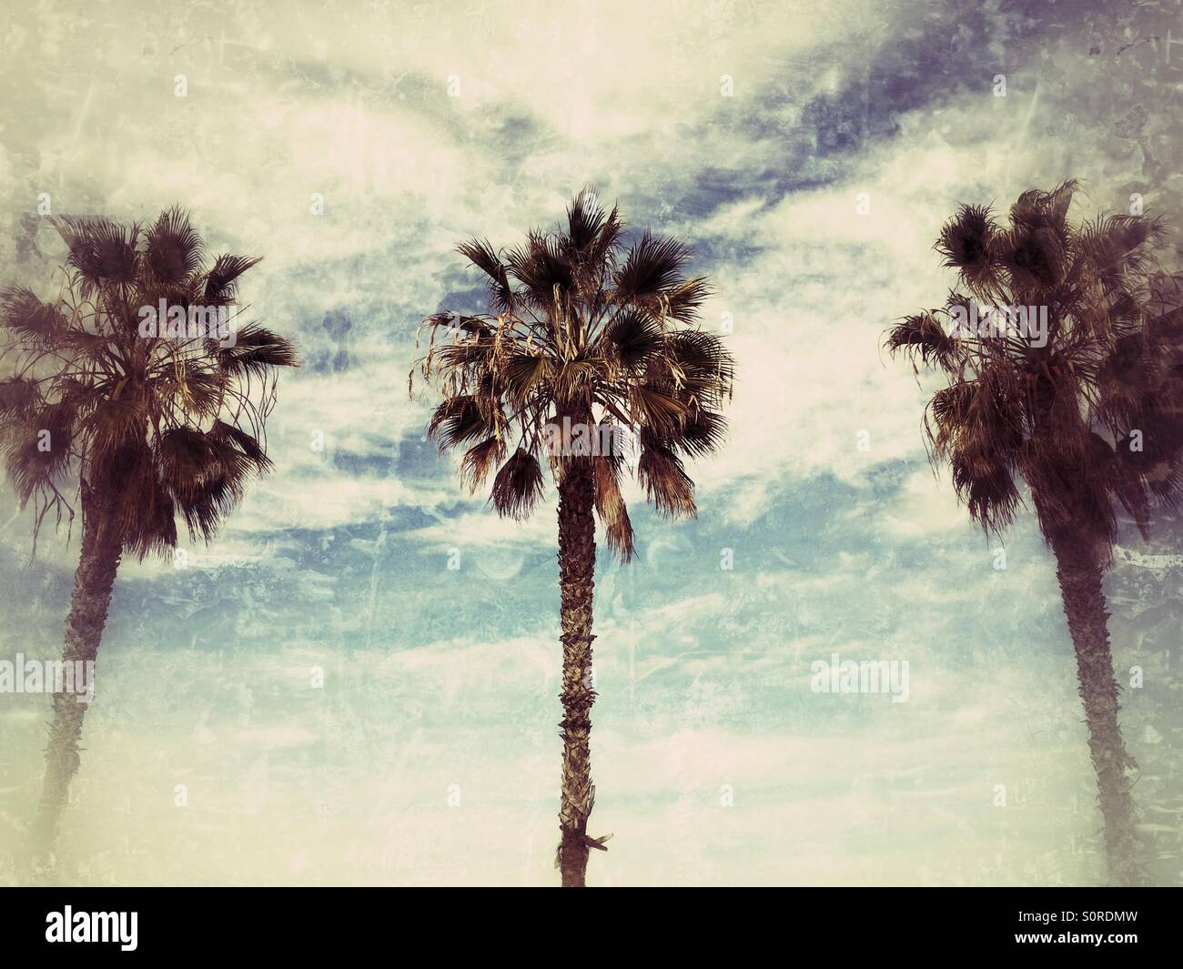Three palm trees hi-res stock photography and images - Alamy
