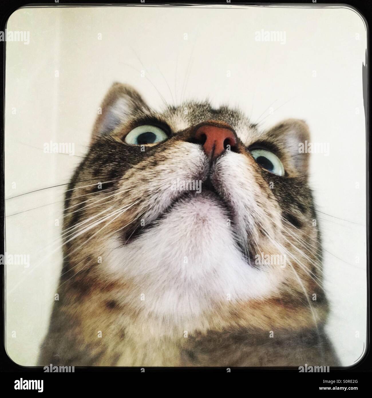 Tabby cat from low angle Stock Photo - Alamy