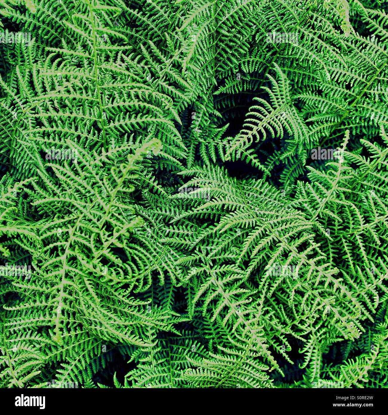 Ferns in New England forest Stock Photo - Alamy