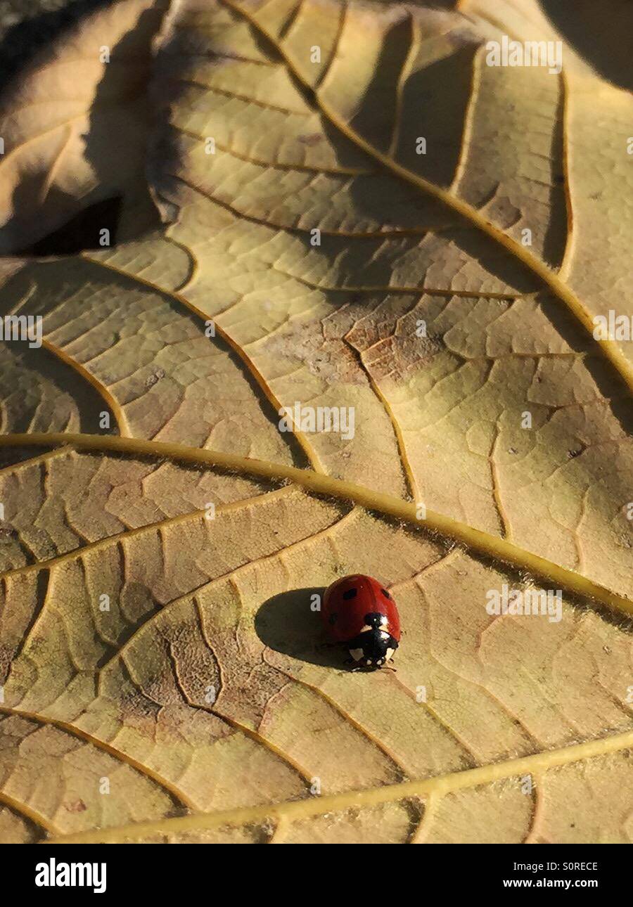 Red goodbye hi-res stock photography and images - Alamy