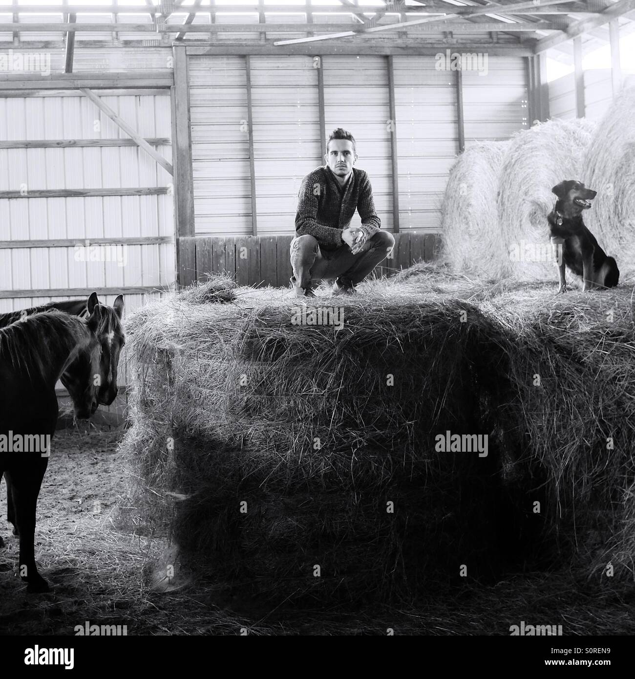 Man in barn with horses and dog Stock Photo - Alamy