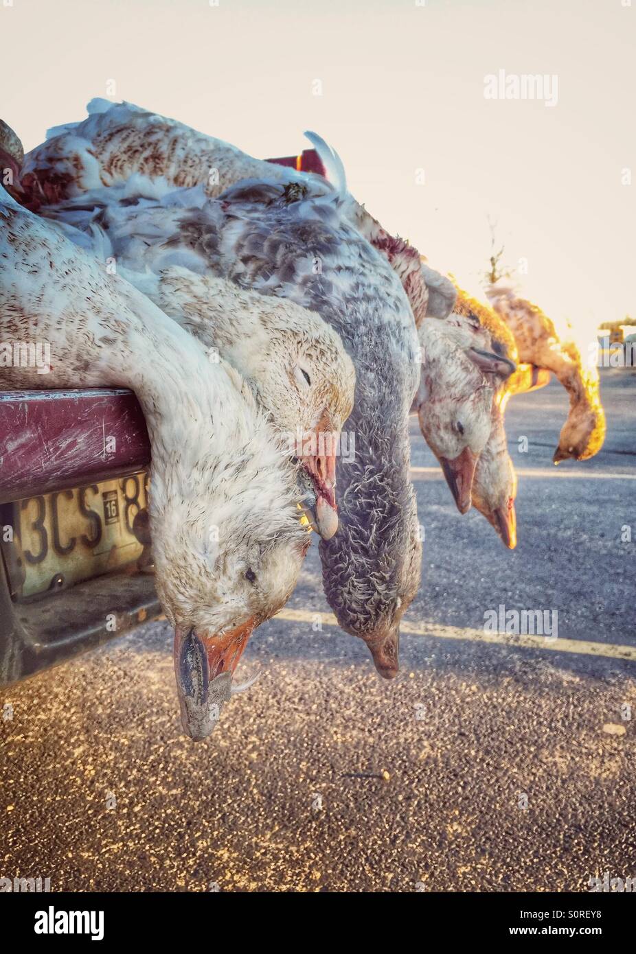 Goose hunt hi-res stock photography and images - Alamy