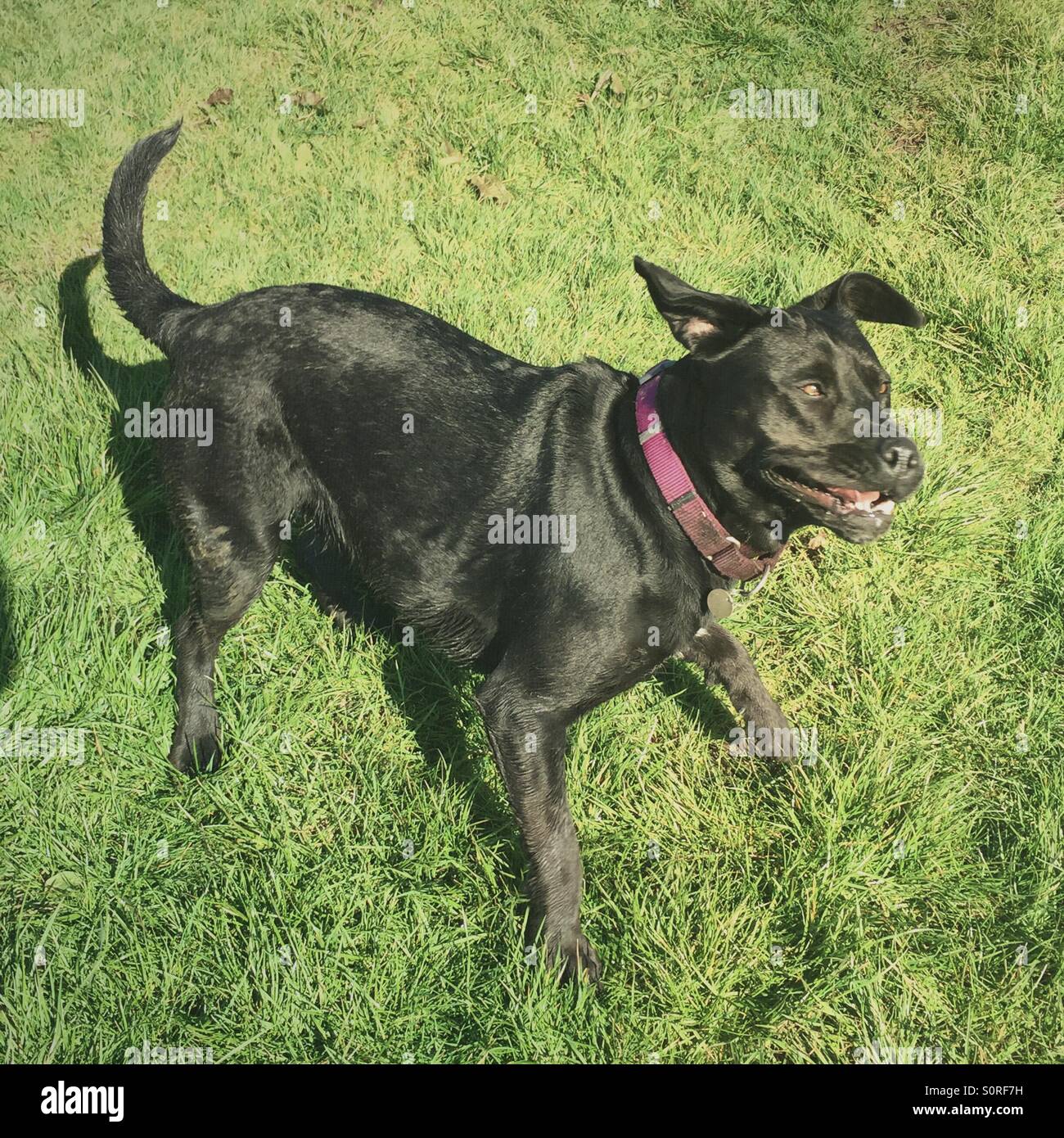 Dog ready to run Stock Photo - Alamy