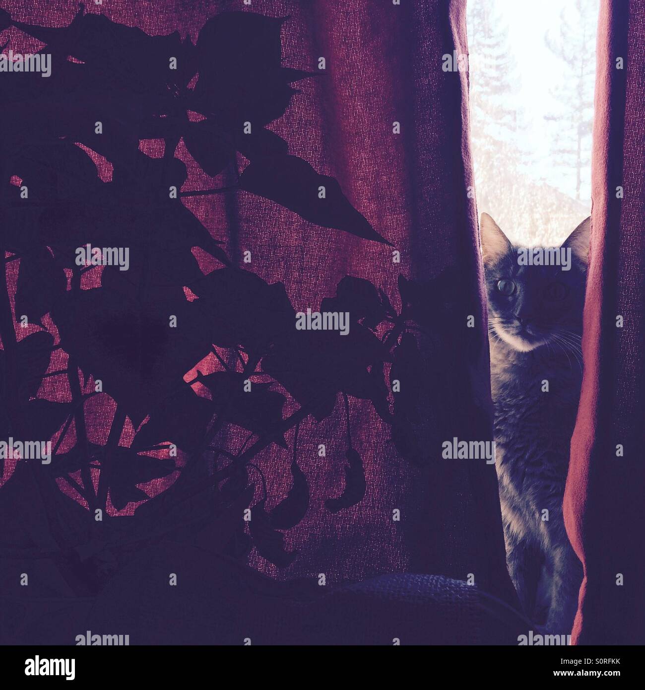 Shadow sitting in the window Stock Photo - Alamy