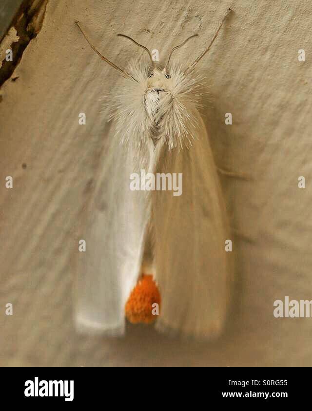 White Fuzzy Moth Stock Photos & White Fuzzy Moth Stock Images - Alamy