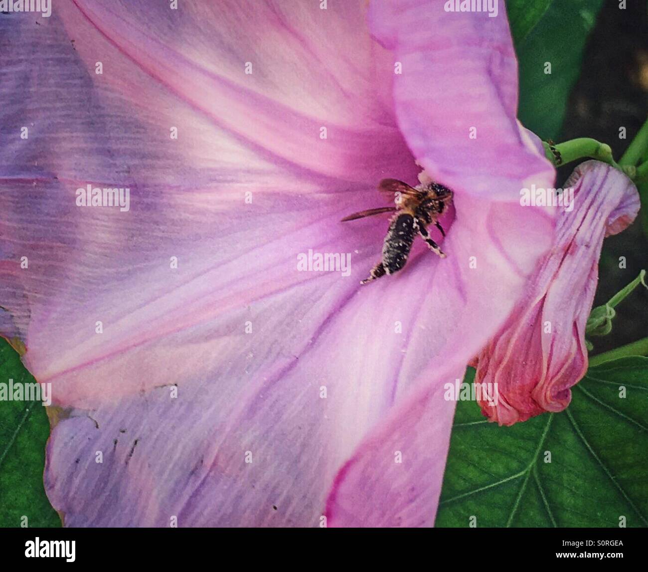 Bee covered in pollen in the centre of a large lilac flower Stock Photo ...