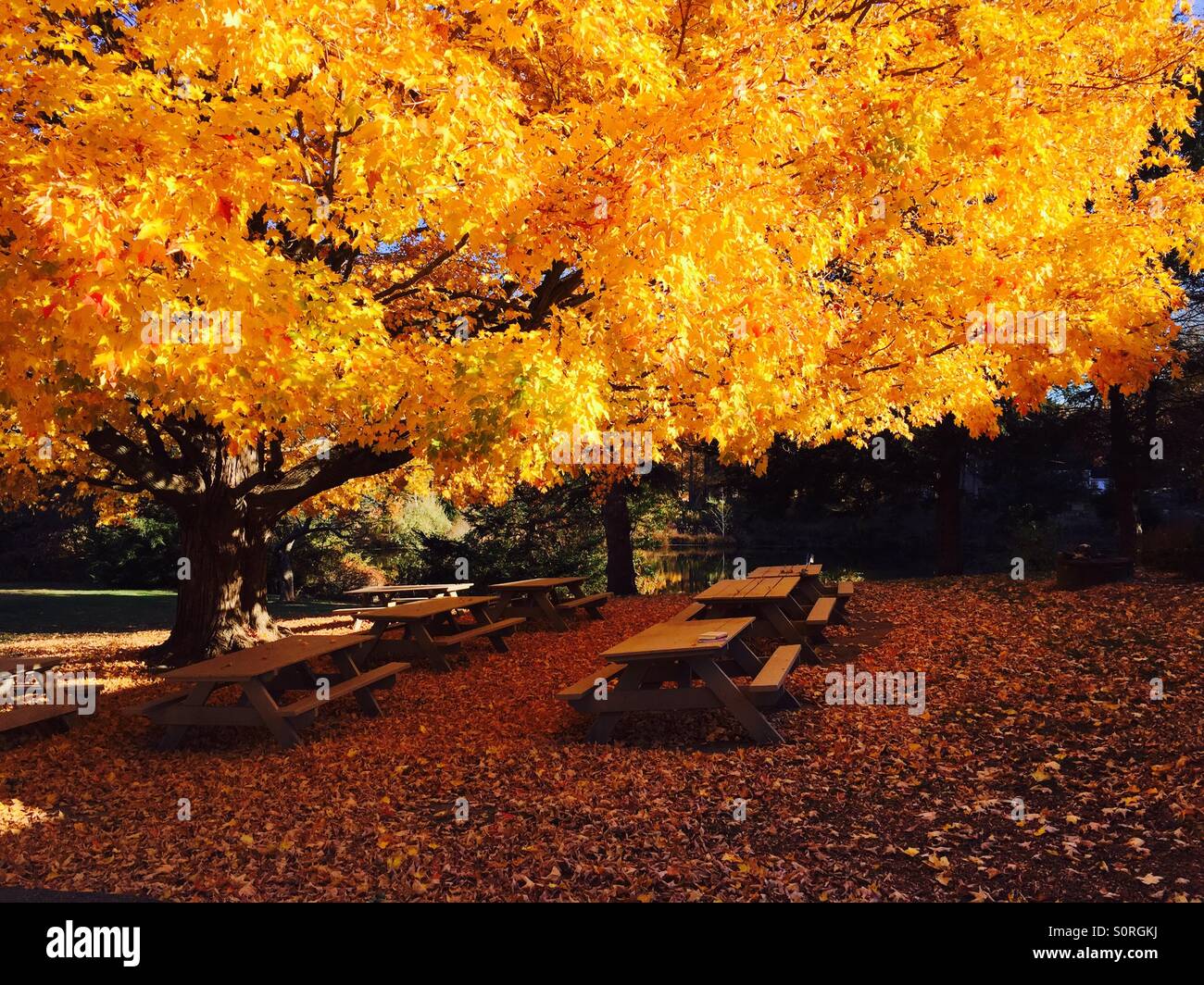 Trees fall color golden leaves hi-res stock photography and images - Alamy