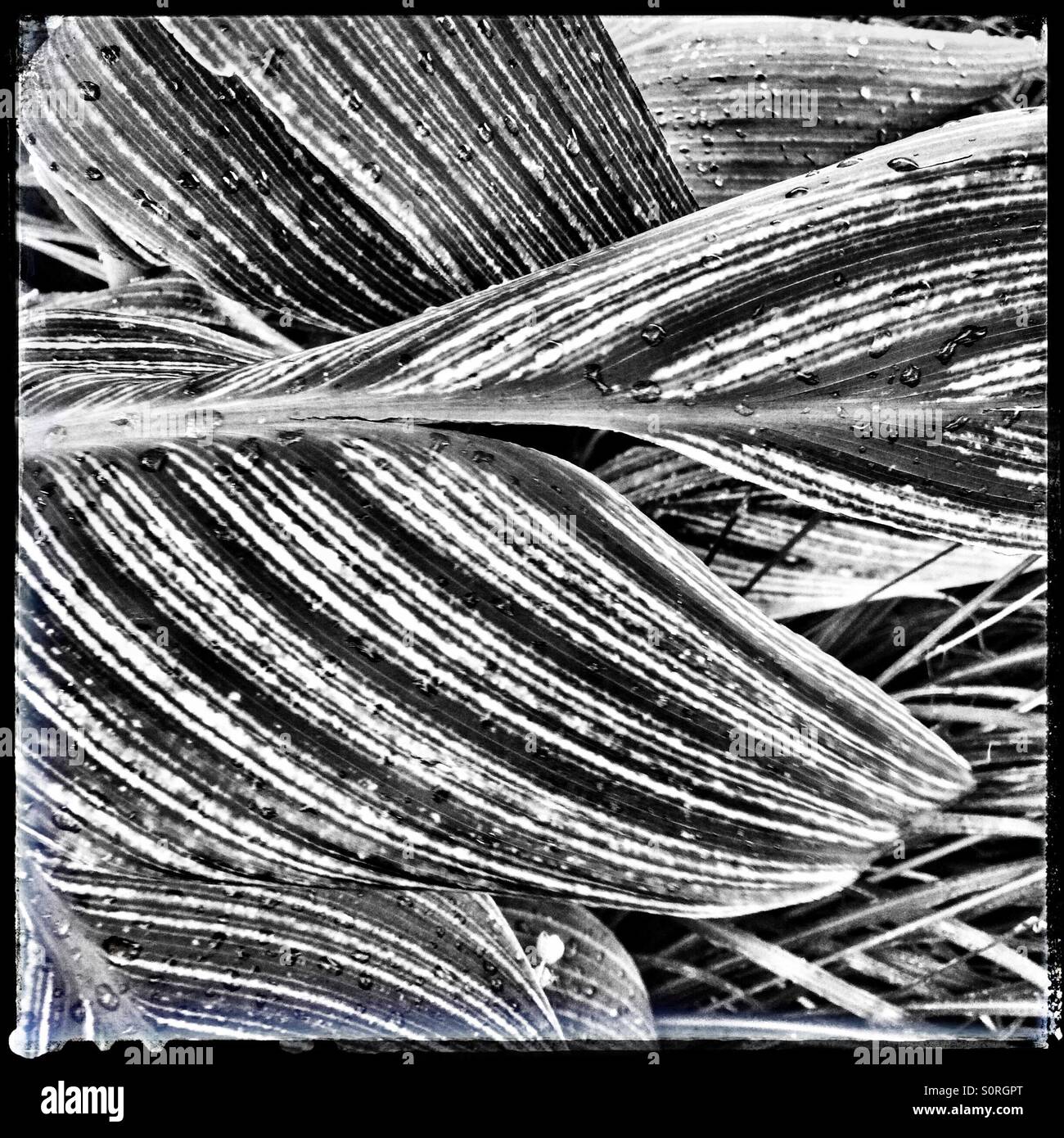 Leaves, heavy use of filters Stock Photo - Alamy