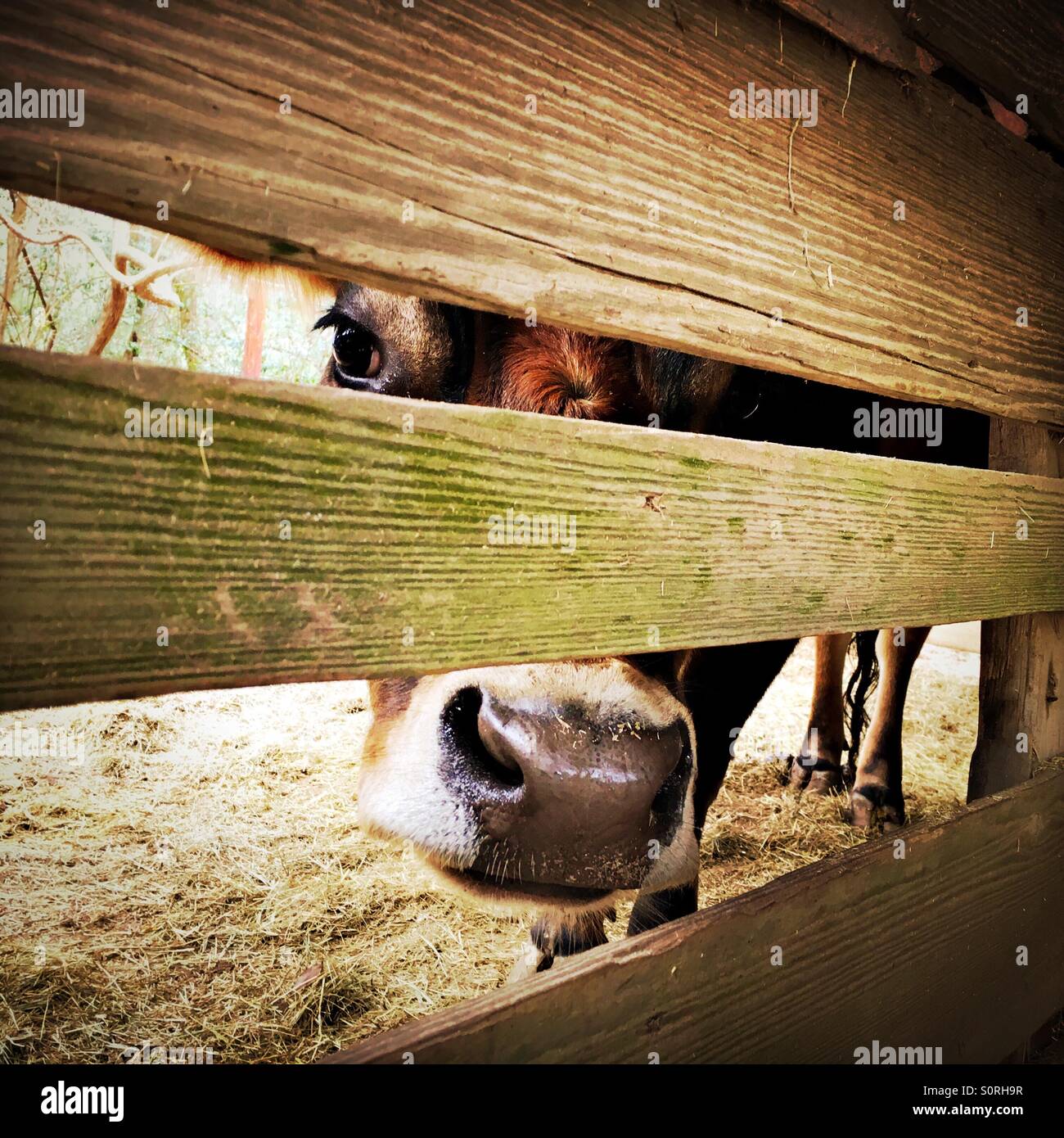 Peeking cow hi-res stock photography and images - Alamy
