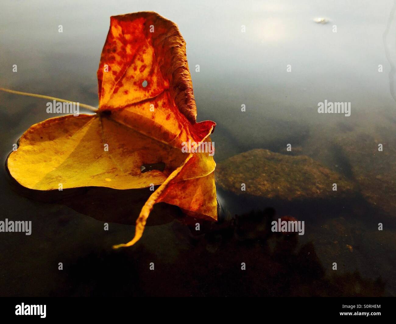 Leaf floating on water hi-res stock photography and images - Alamy