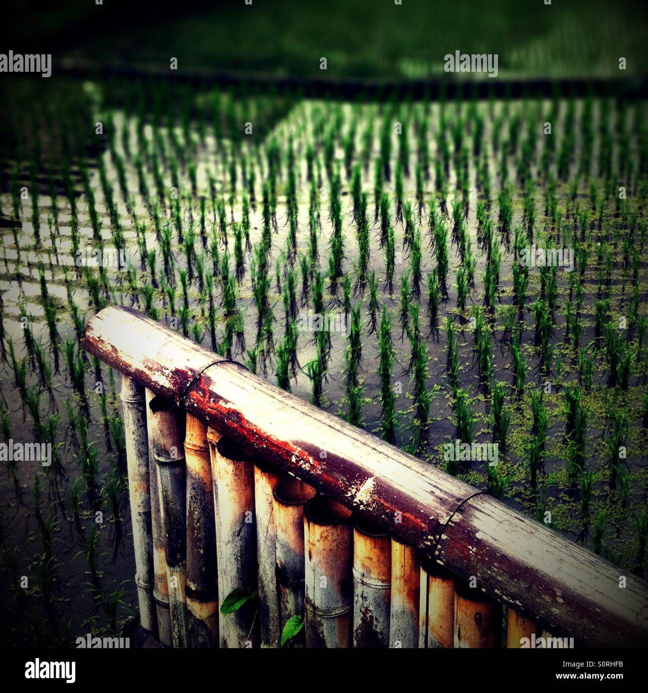 Japanese bamboo fence hi-res stock photography and images - Alamy