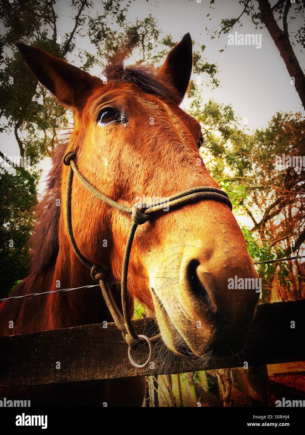 Stubborn mule hi-res stock photography and images - Alamy
