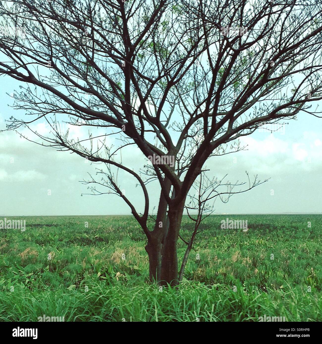 Mexican tree hi-res stock photography and images - Alamy