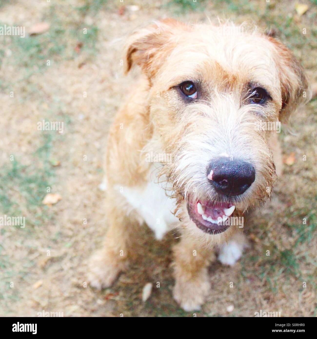 Puppy smiling hi-res stock photography and images - Alamy