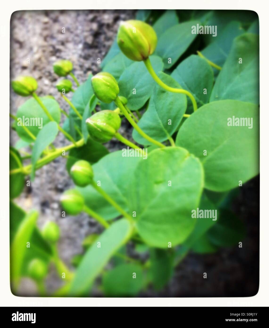 Capers plant hi-res stock photography and images - Alamy