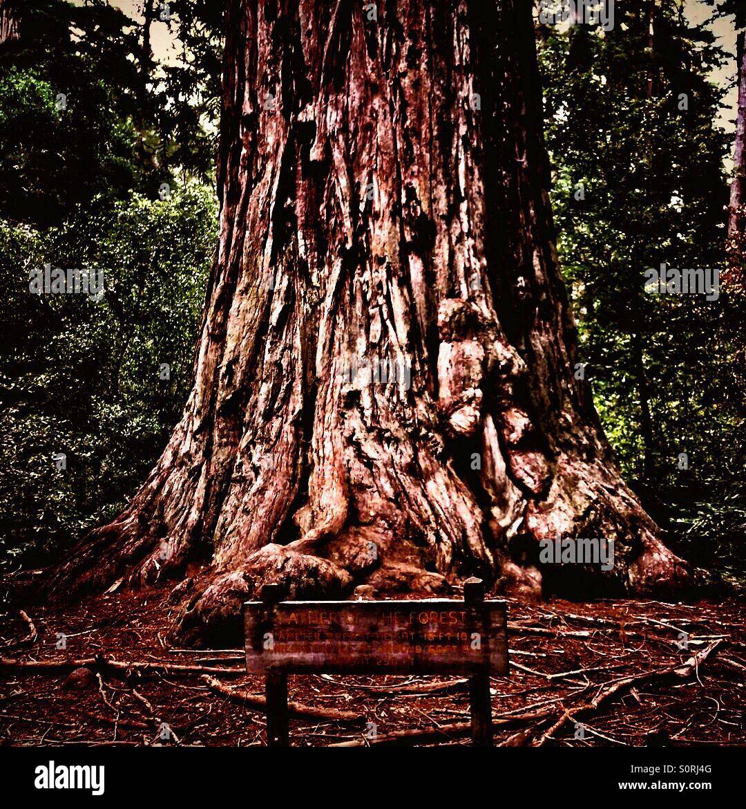 giant redwood tree Stock Photo - Alamy