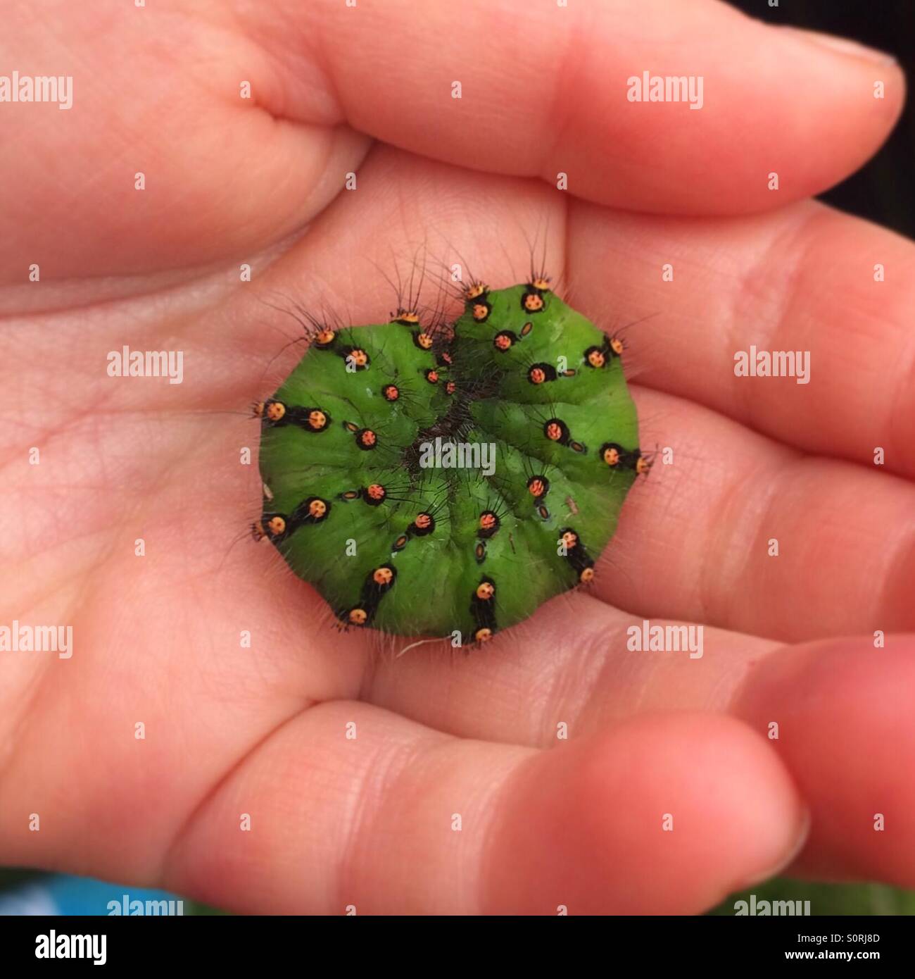 Emperor moth larvae hi-res stock photography and images - Alamy