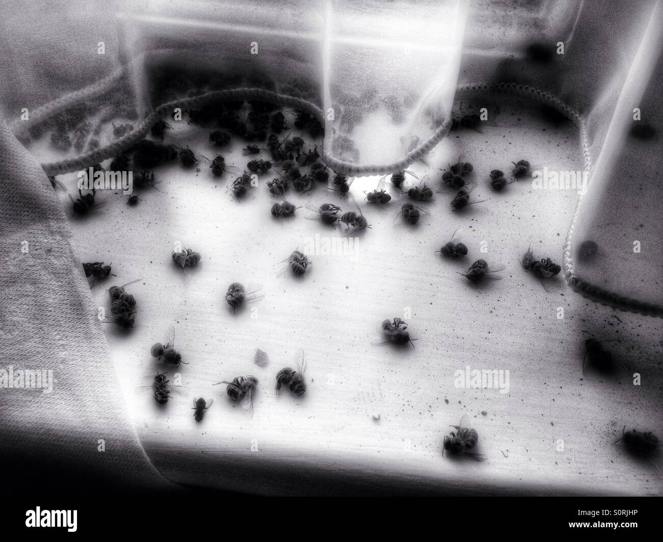 Dead insects hi-res stock photography and images - Alamy